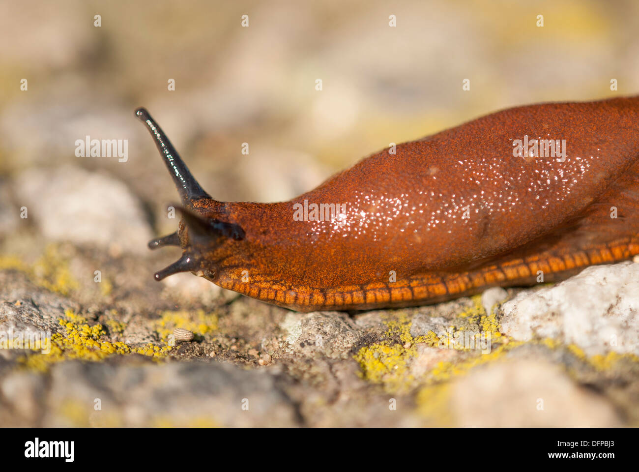 Spanish slug (Arion vulgaris), Central Bohemia, Czech Republic Stock ...