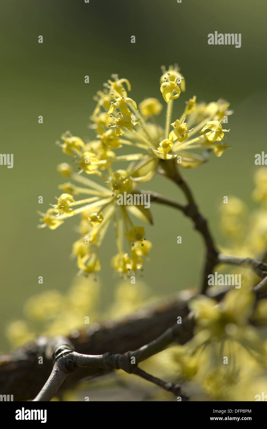 cornelian cherry, cornus mas Stock Photo - Alamy