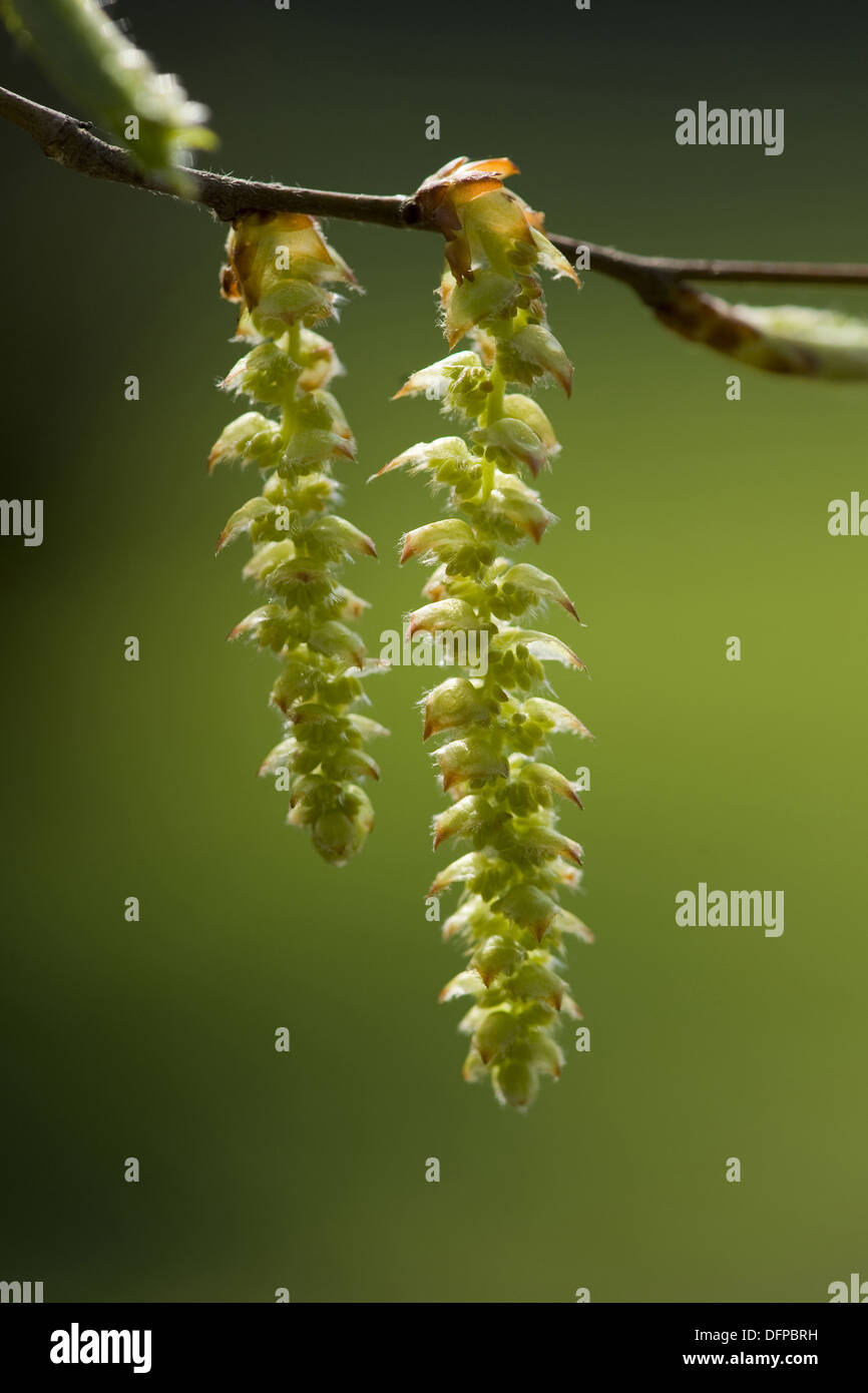 common hornbeam, carpinus betulus Stock Photo - Alamy