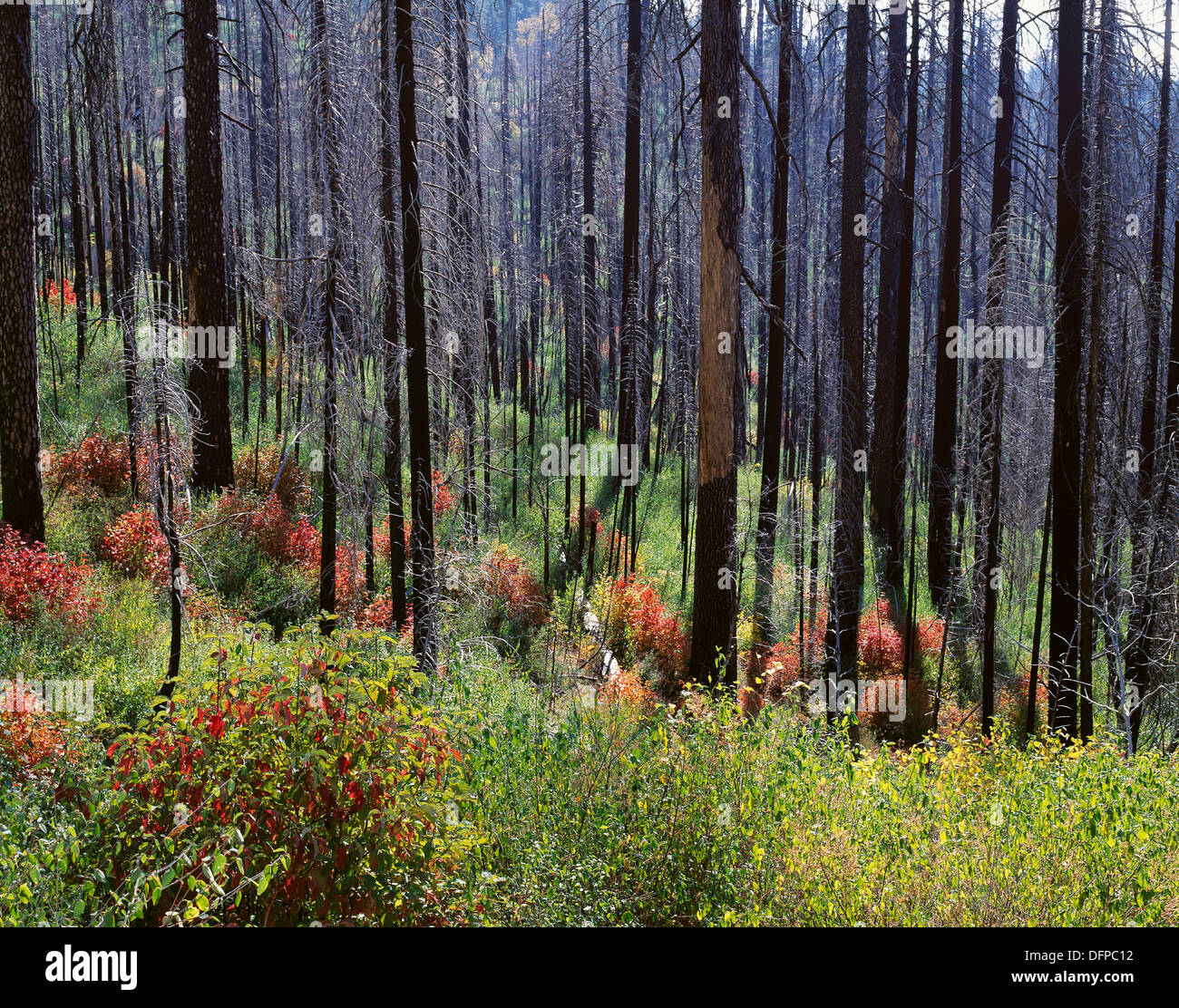 Old Burn High Resolution Stock Photography and Images - Alamy