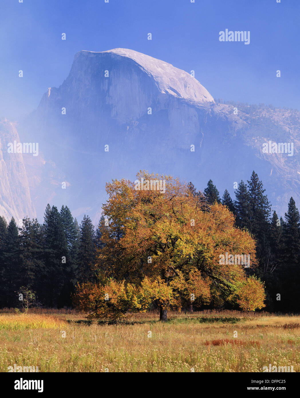 Elm tree autumn vertical hi-res stock photography and images - Alamy