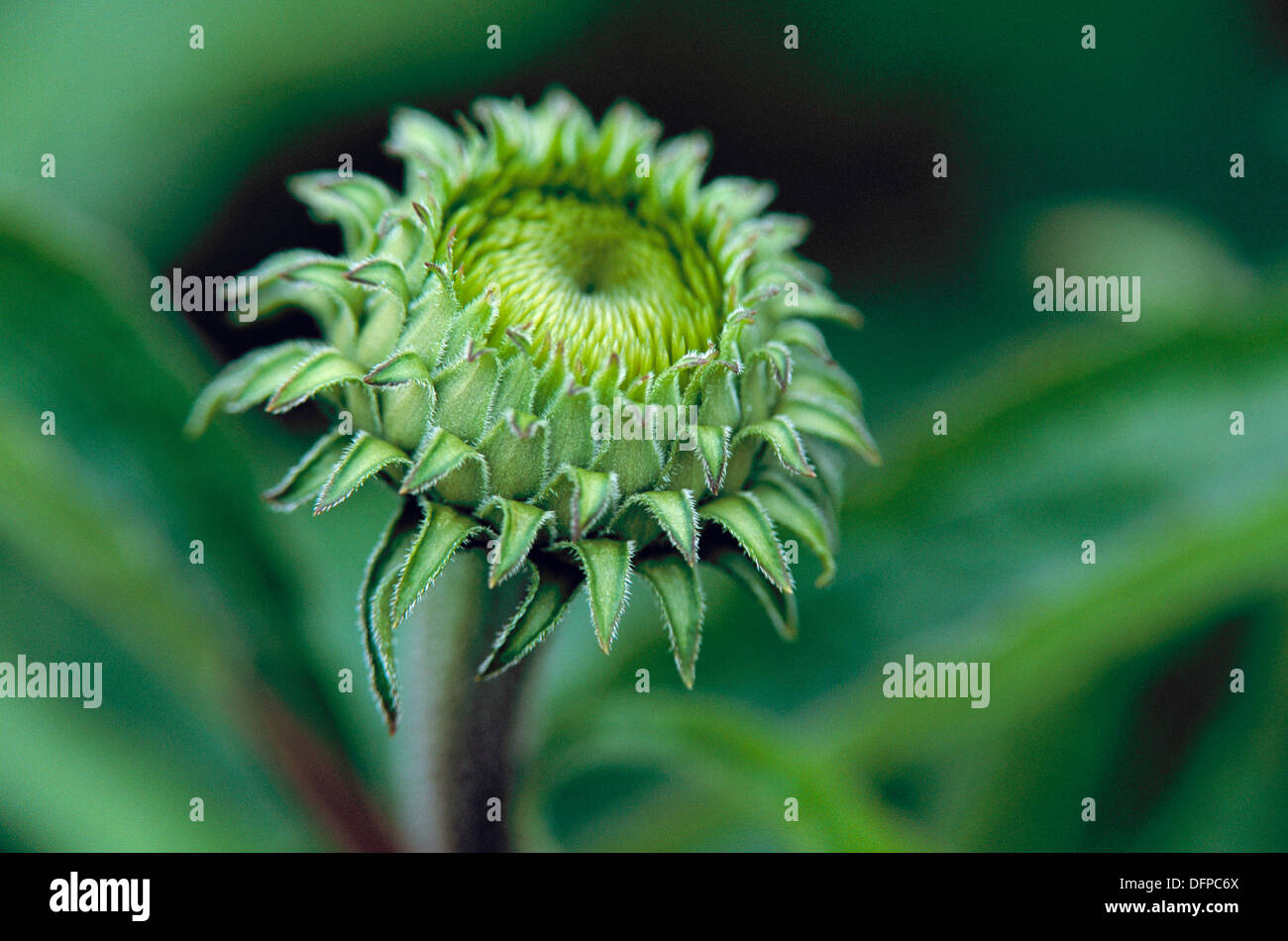 Purple Coneflower bud (Echinacea purpurea) in private garden. Southern ...