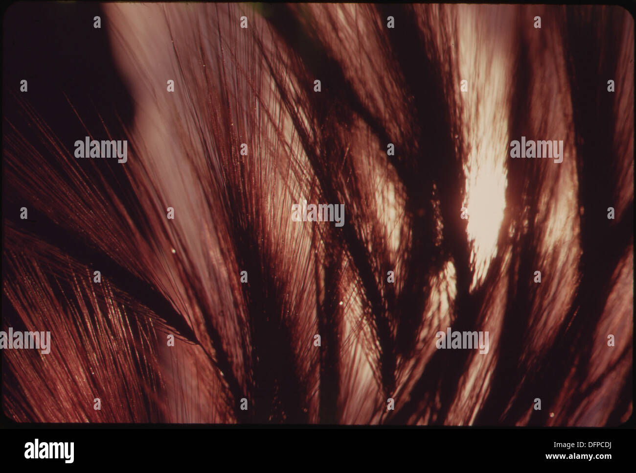 Resilient alpine species hi-res stock photography and images - Alamy