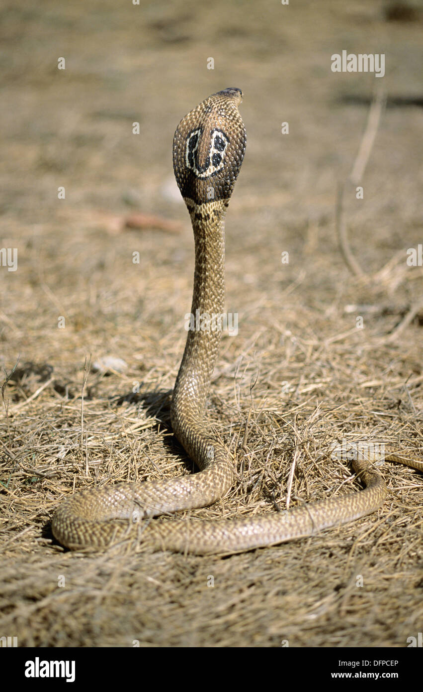 Indian cobra naja naja back hi-res stock photography and images - Alamy