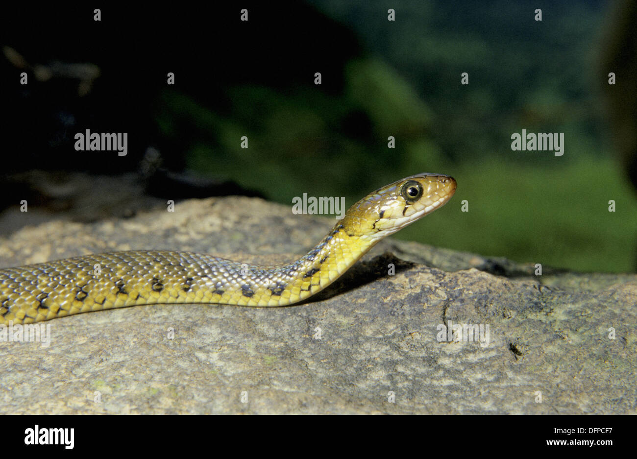 Venomous snakes of india hi-res stock photography and images - Alamy