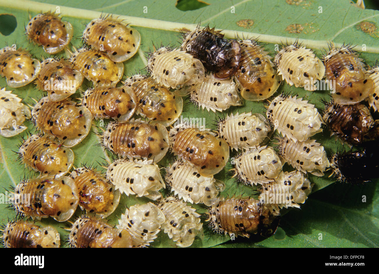 Tortoise of india hi-res stock photography and images - Alamy