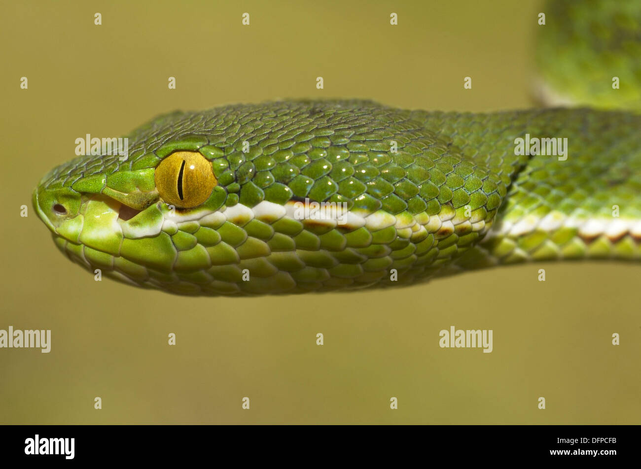 Gloydius hi-res stock photography and images - Alamy