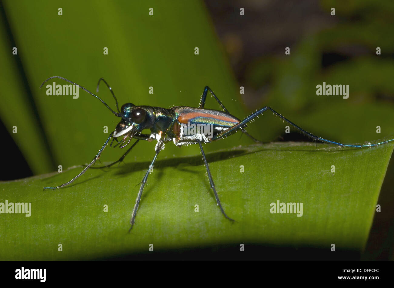 Kodagu Coorg Karnataka High Resolution Stock Photography and Images - Alamy