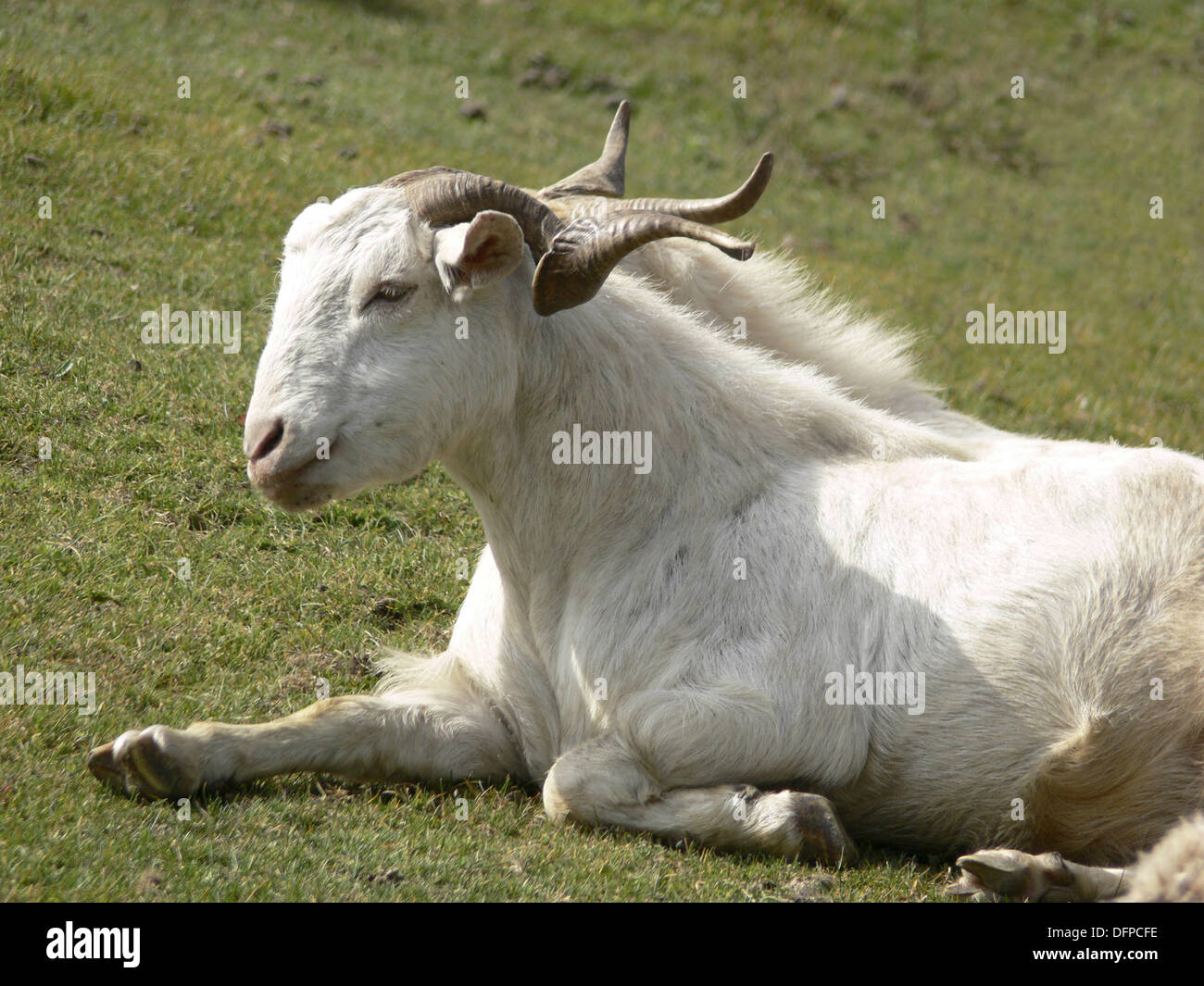 Balkan Wild Goat High Resolution Stock Photography and Images - Alamy