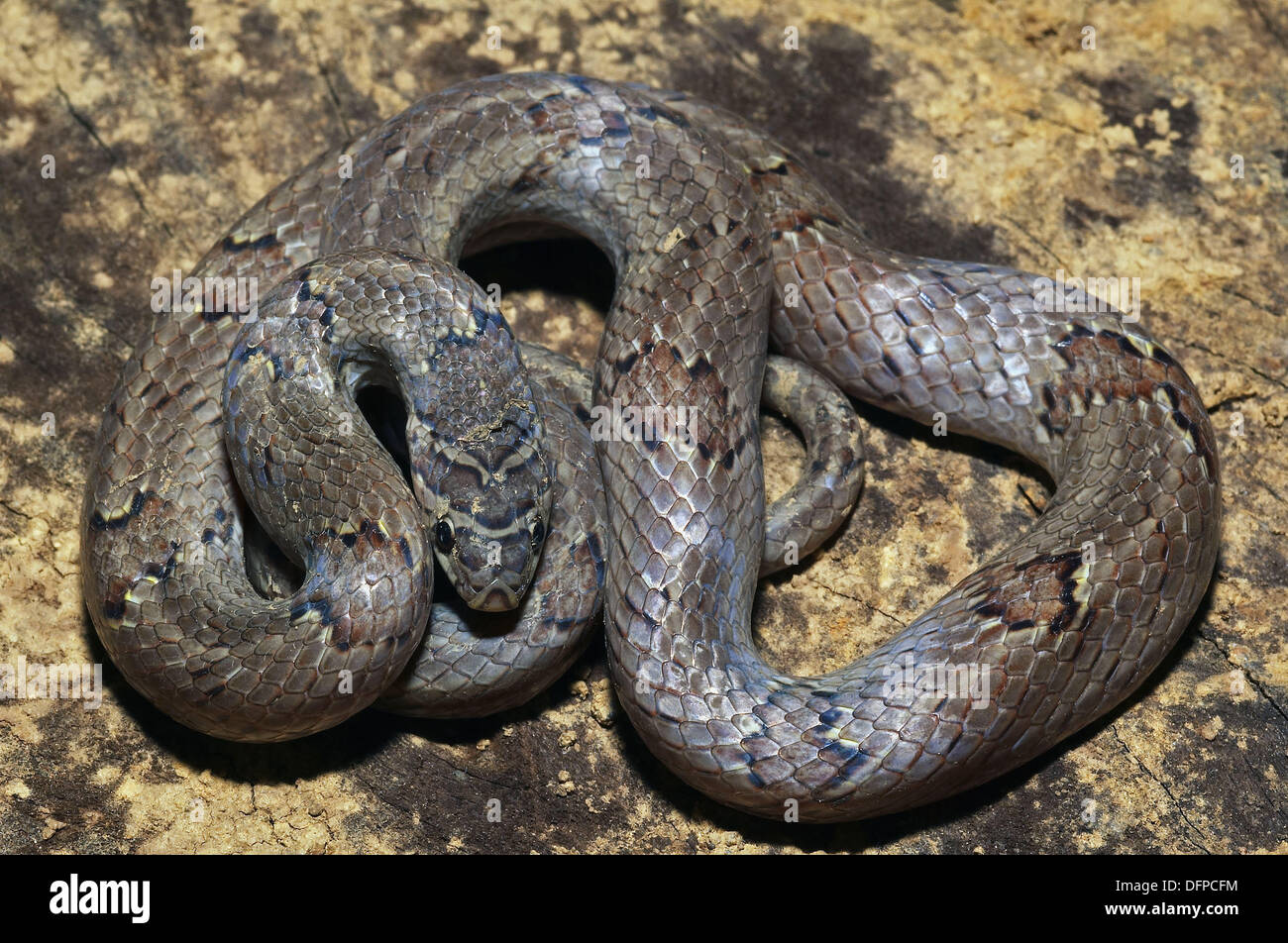 Oligodon hi-res stock photography and images - Alamy