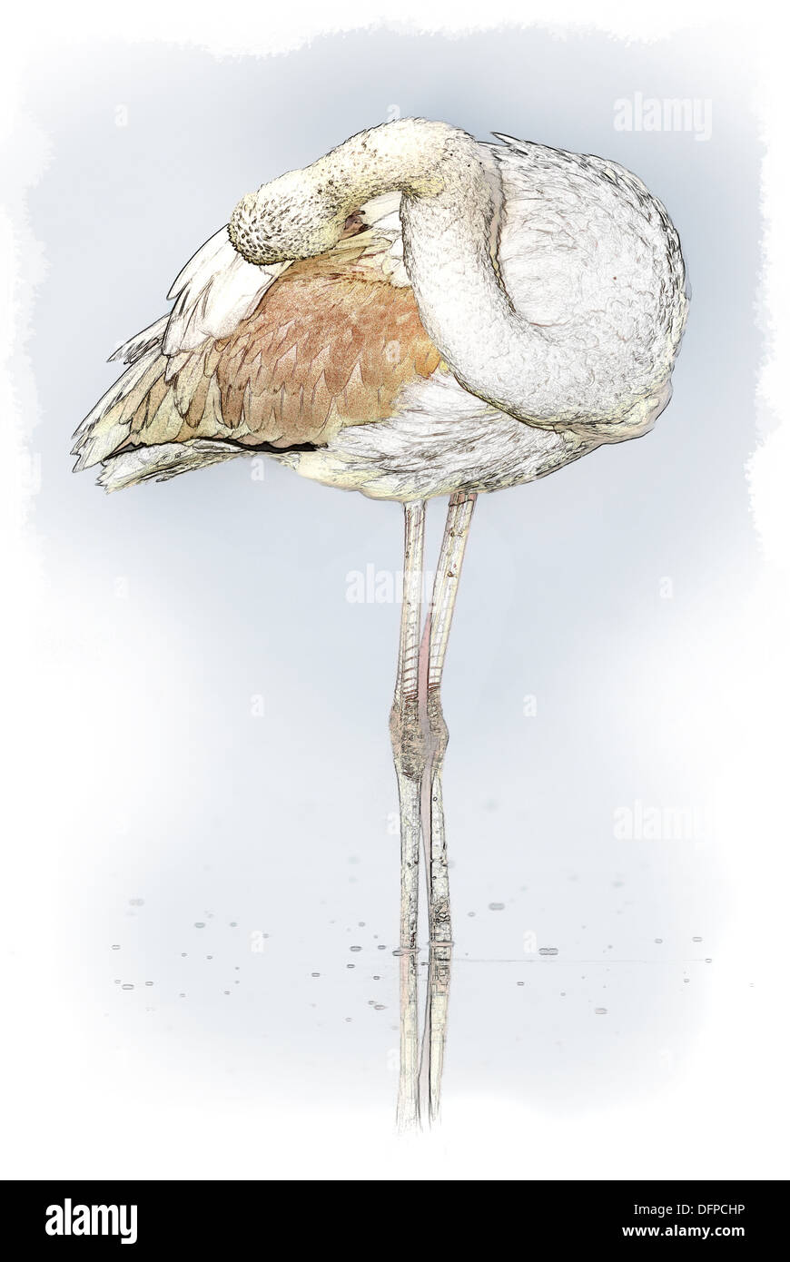 Phoenicopterus ruber illustration Cut Out Stock Images & Pictures - Alamy