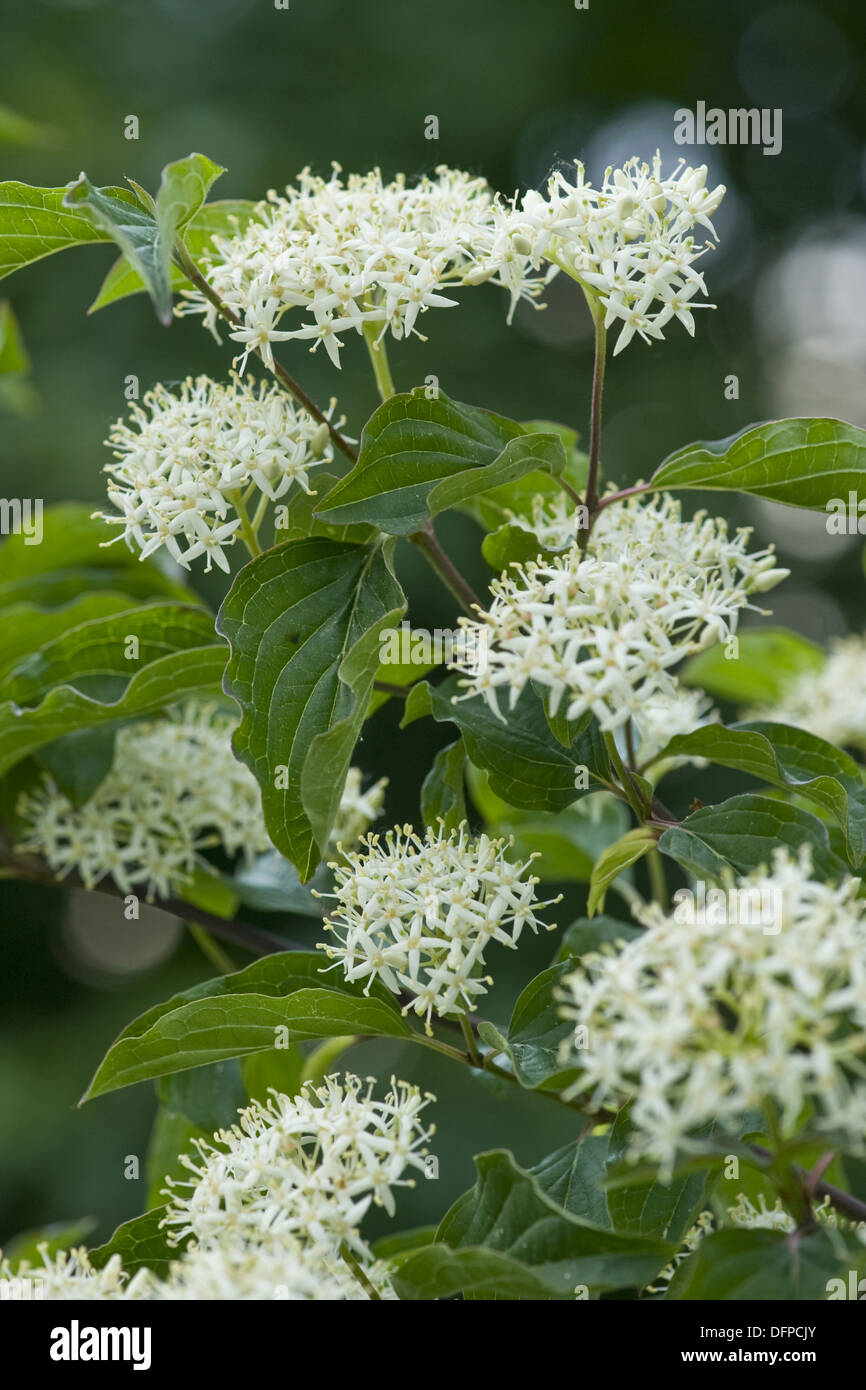 White dogwood trees hi-res stock photography and images - Alamy