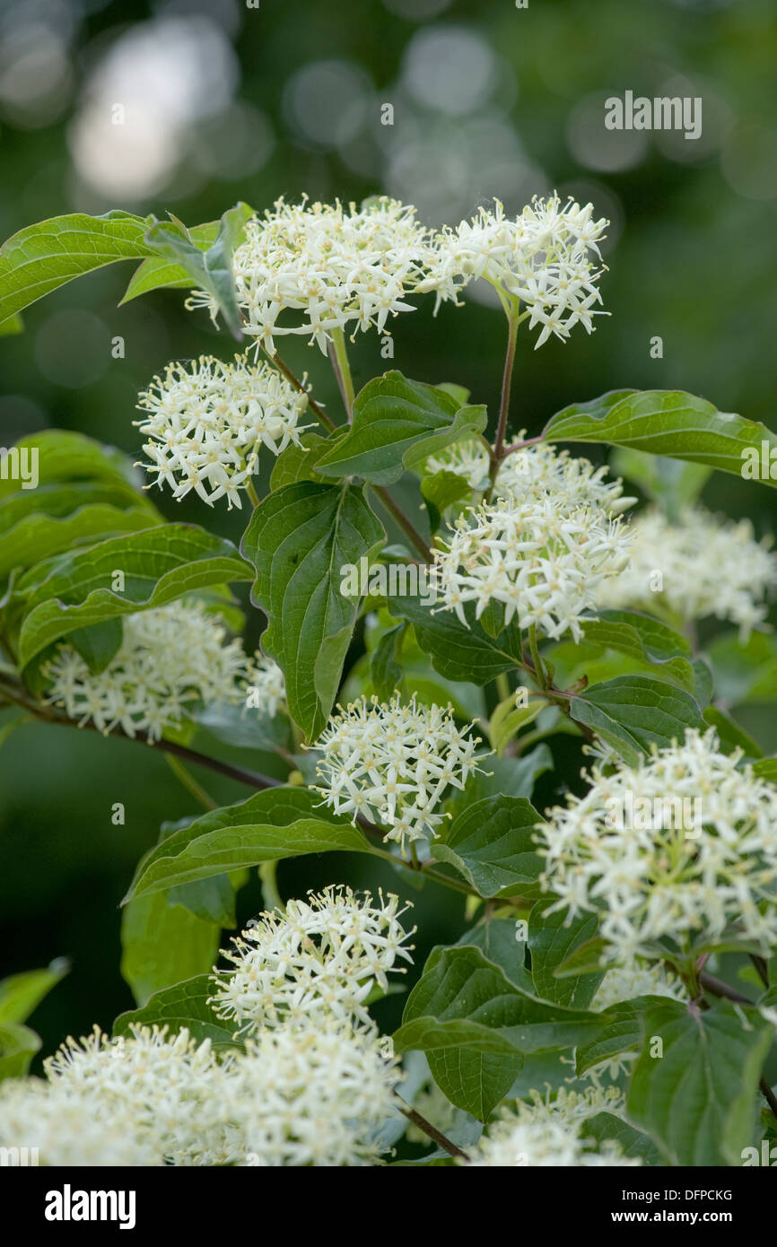 White dogwood trees hi-res stock photography and images - Alamy