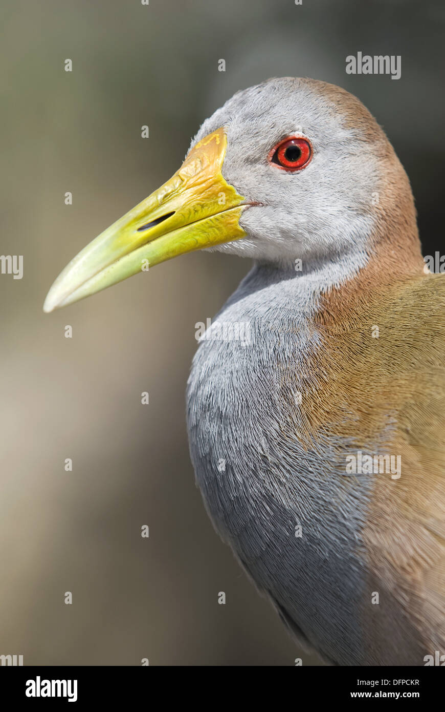 Giant Wood Rail High Resolution Stock Photography and Images - Alamy