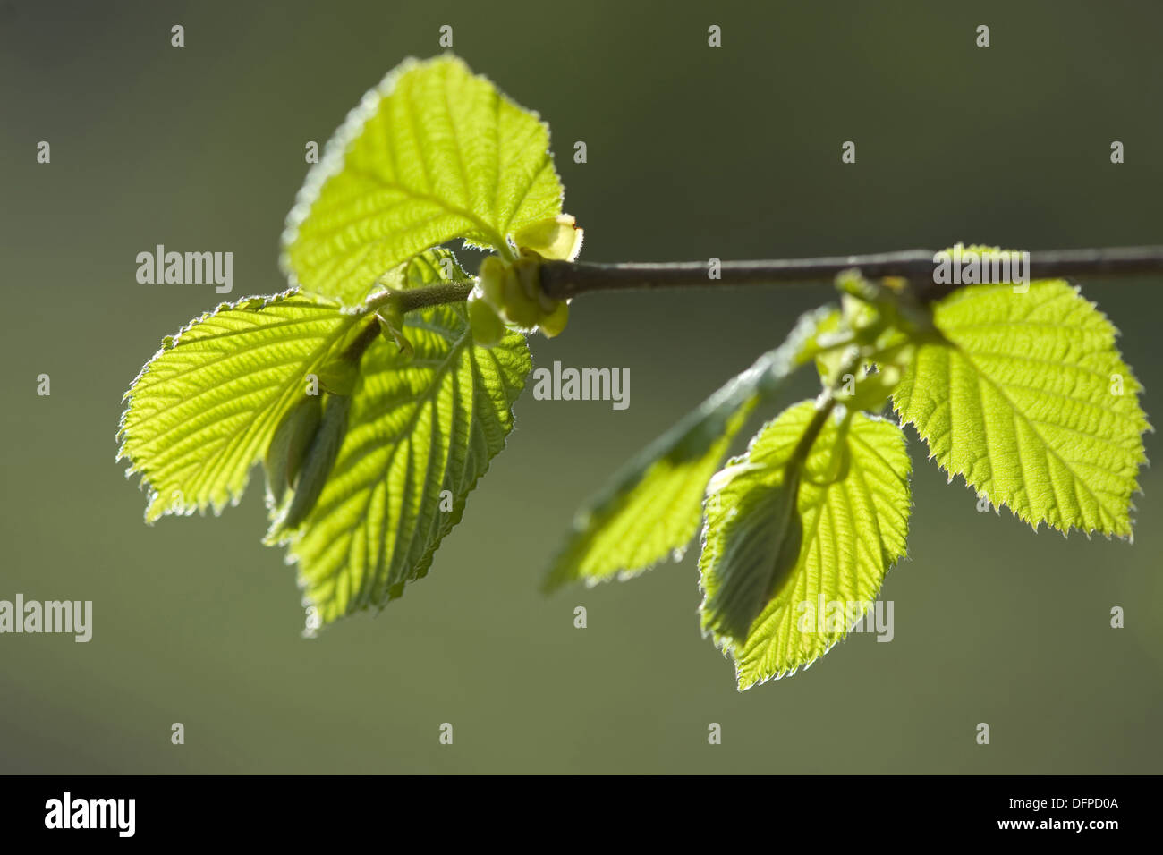 common hazel, corylus avellana Stock Photo - Alamy