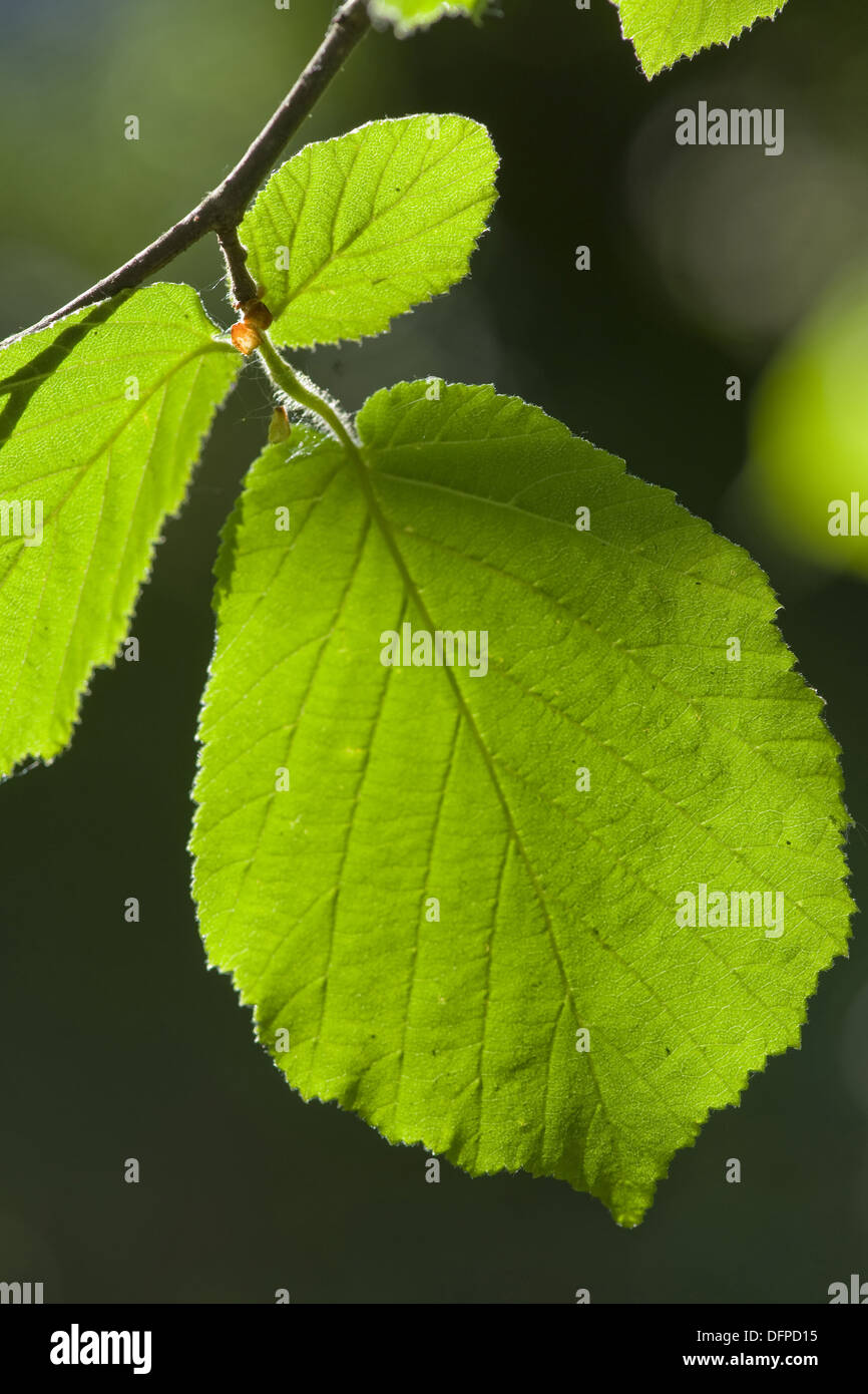 common hazel, corylus avellana Stock Photo - Alamy