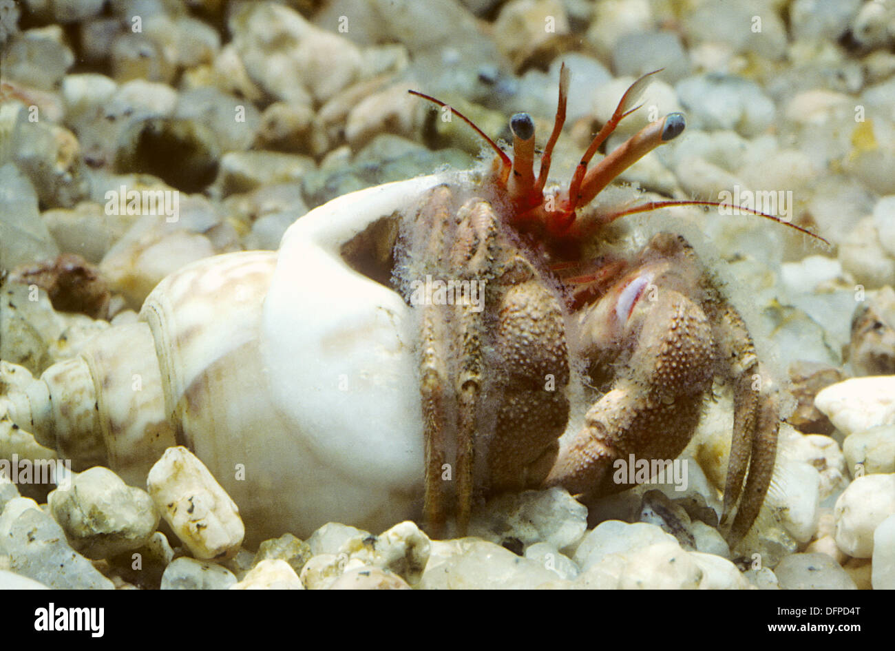 Paguristes oculatus hi-res stock photography and images - Alamy