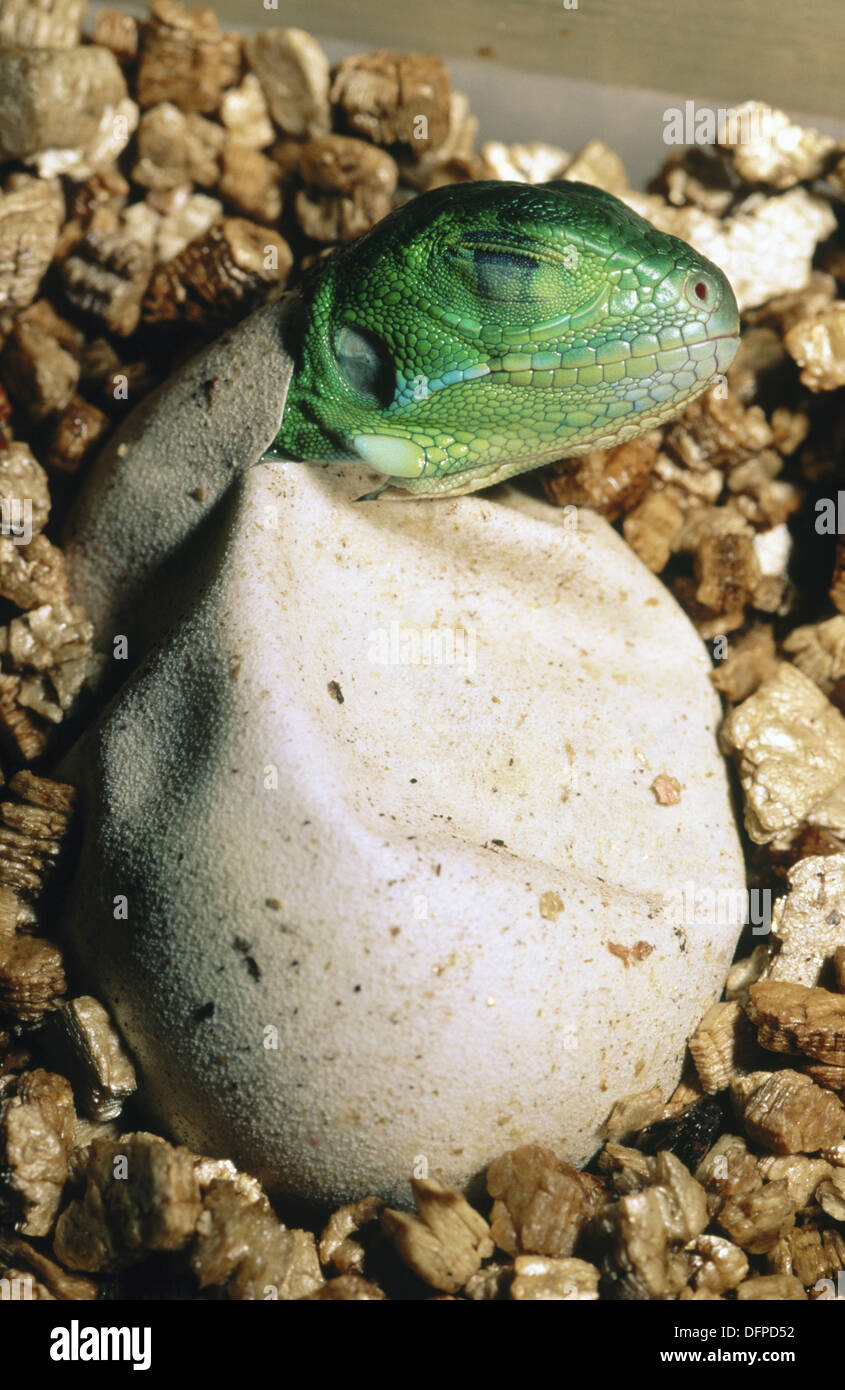 Green iguana egg hi-res stock photography and images - Alamy