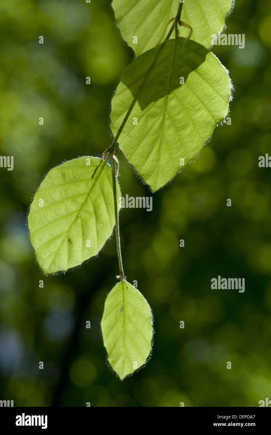 european beech, fagus sylvatica Stock Photo - Alamy