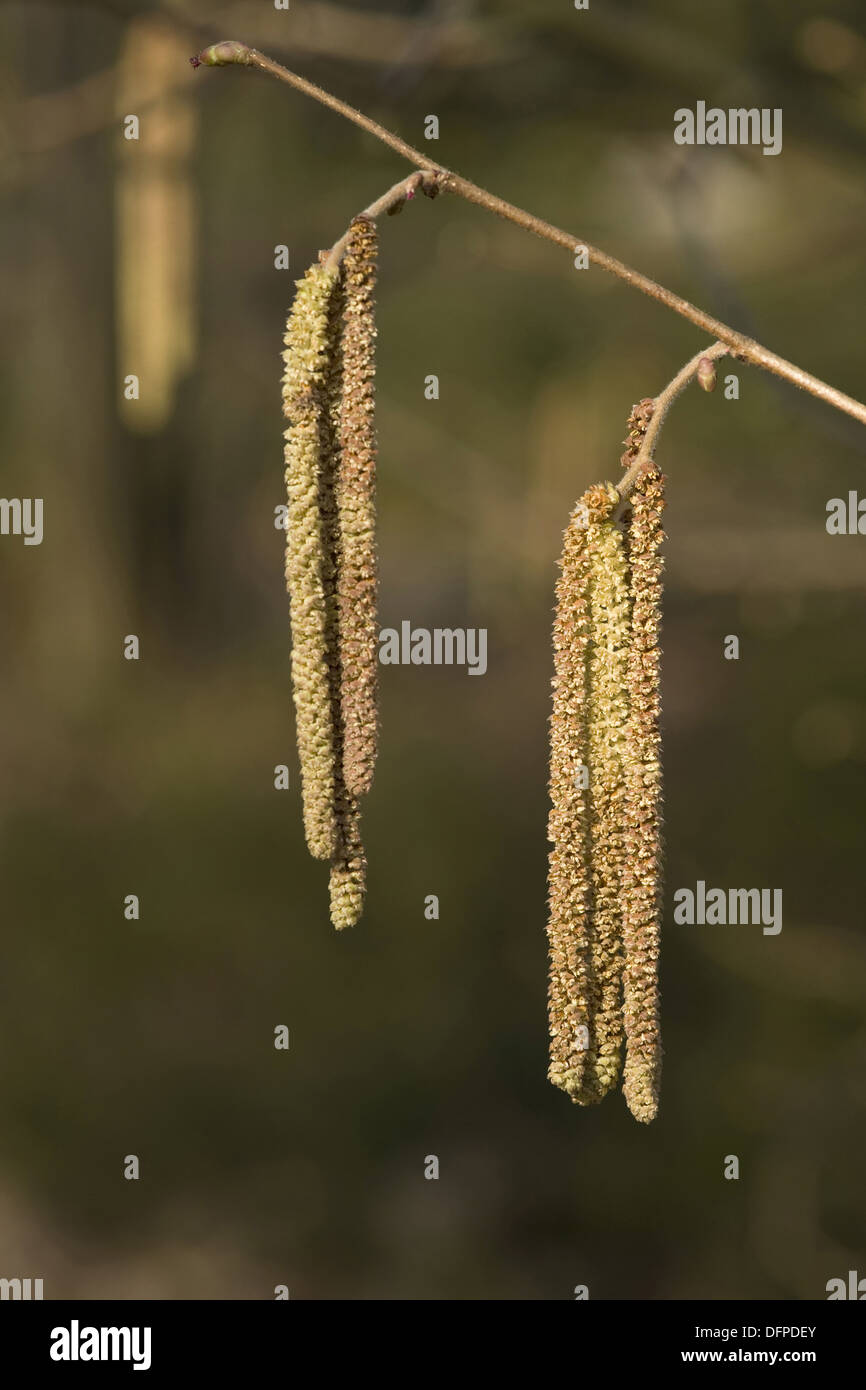 common hazel, corylus avellana Stock Photo - Alamy