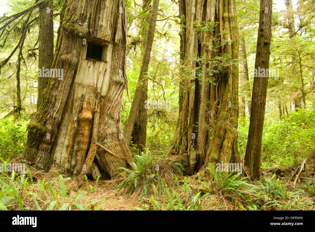Culturally modified tree hi-res stock photography and images - Alamy