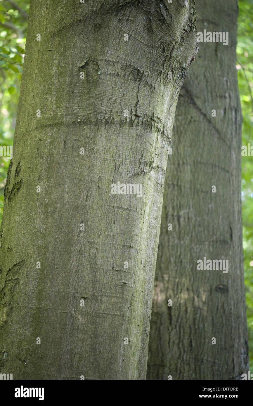 Common Beech Fagus Sylvatica Bark High Resolution Stock Photography and ...