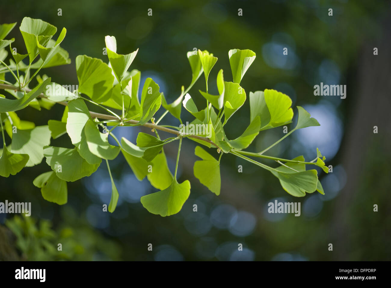 Ginkgoleaves hi-res stock photography and images - Alamy