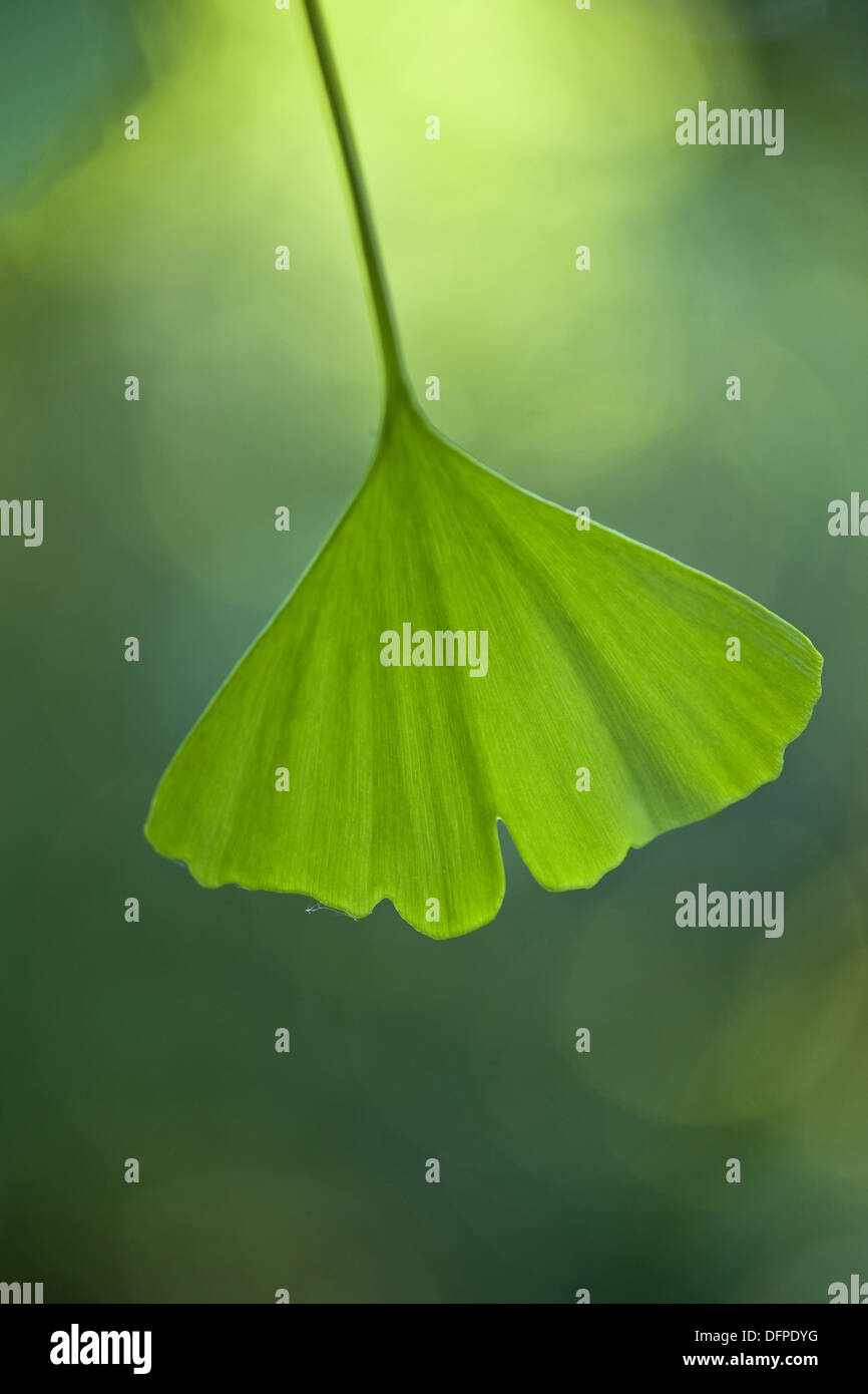 Ginkgoopsida hi-res stock photography and images - Alamy
