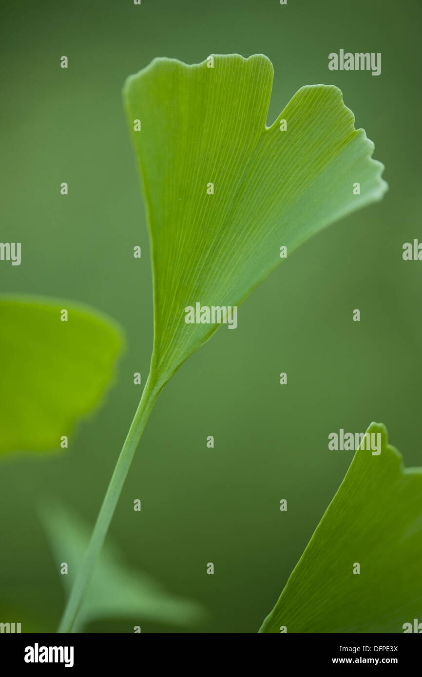 ginkgo, ginkgo biloba Stock Photo - Alamy