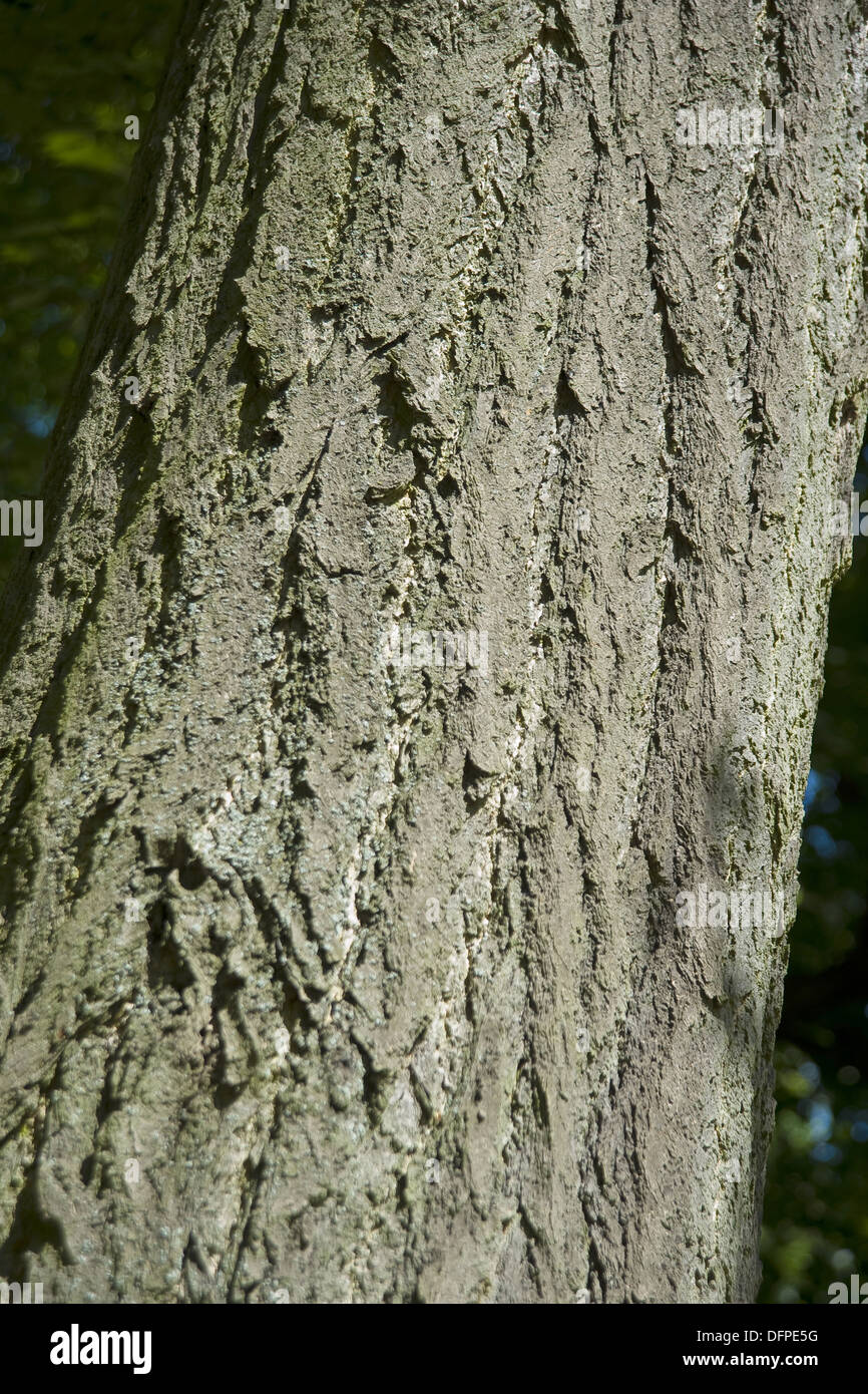 Ginkgo biloba bark hi-res stock photography and images - Alamy