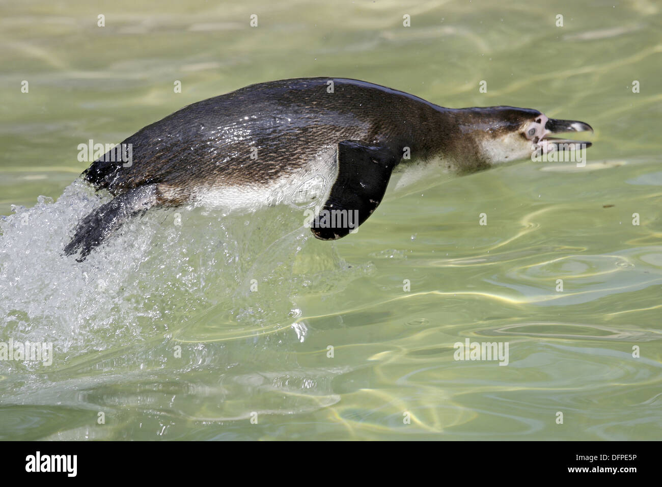 Penguin jump out of water hi-res stock photography and images - Alamy