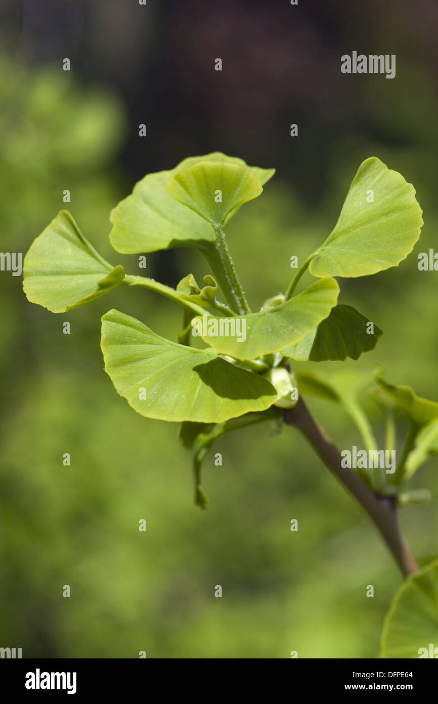 Ginkgo hi-res stock photography and images - Alamy