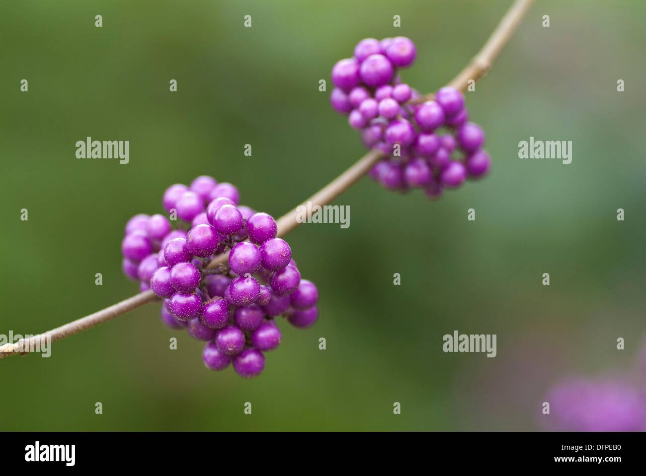 berries, plant, tree Stock Photo - Alamy