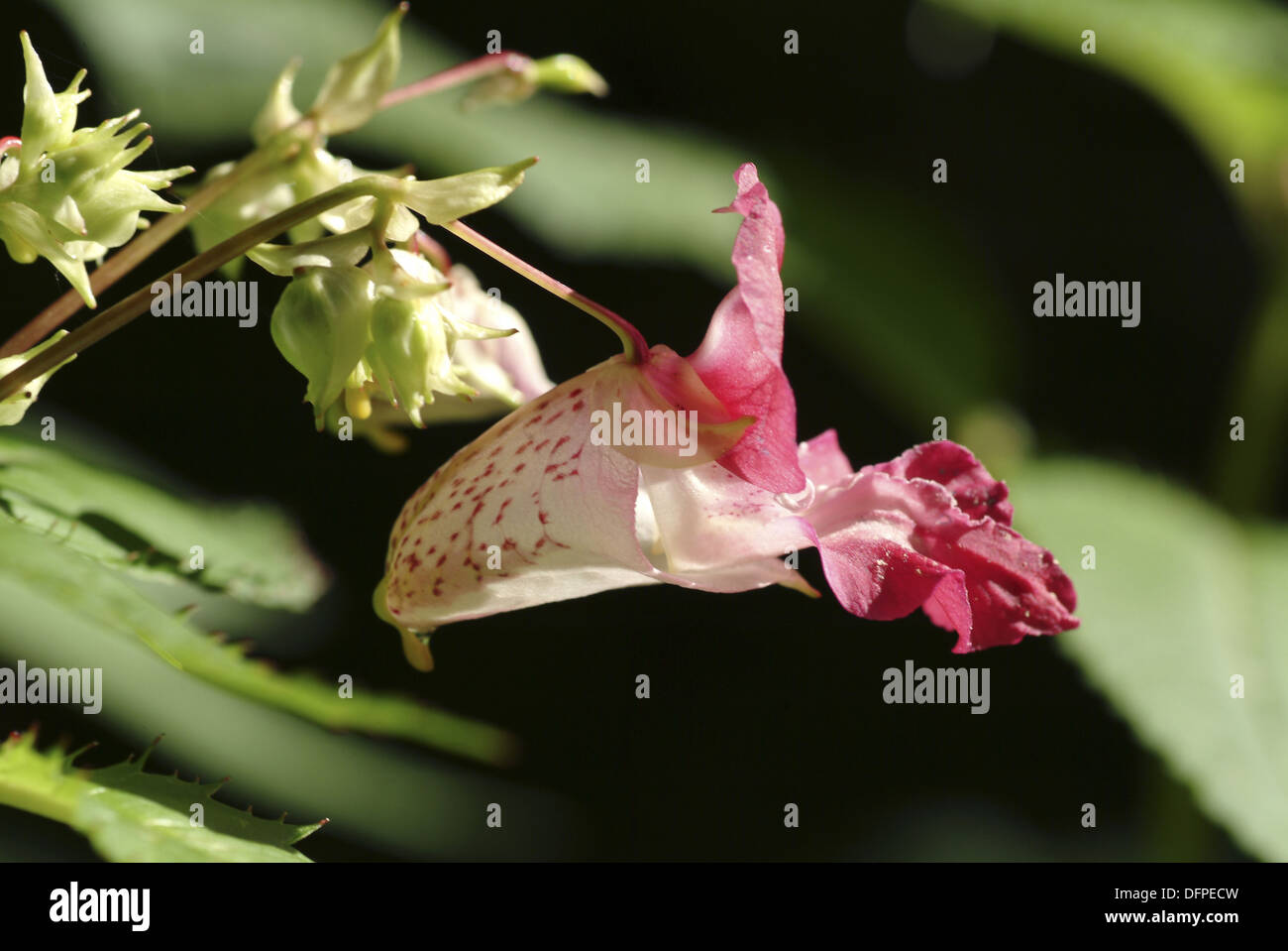 Indian himalayan balsam hi-res stock photography and images - Alamy