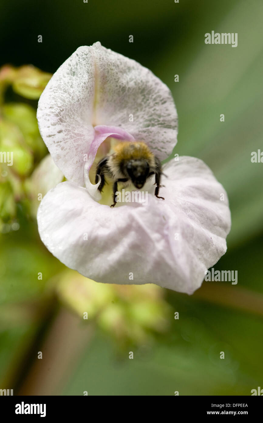 Himalayan mountain bees hi-res stock photography and images - Alamy