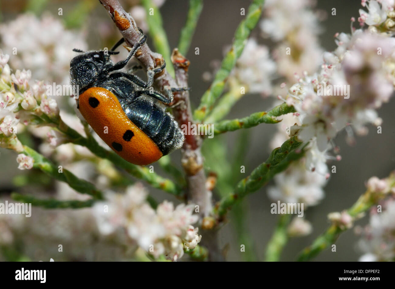 Clytra quadripunctata hi-res stock photography and images - Alamy