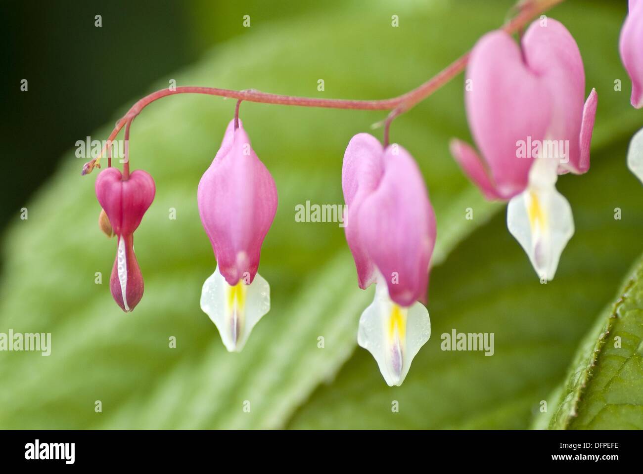 Goldheart hi-res stock photography and images - Alamy