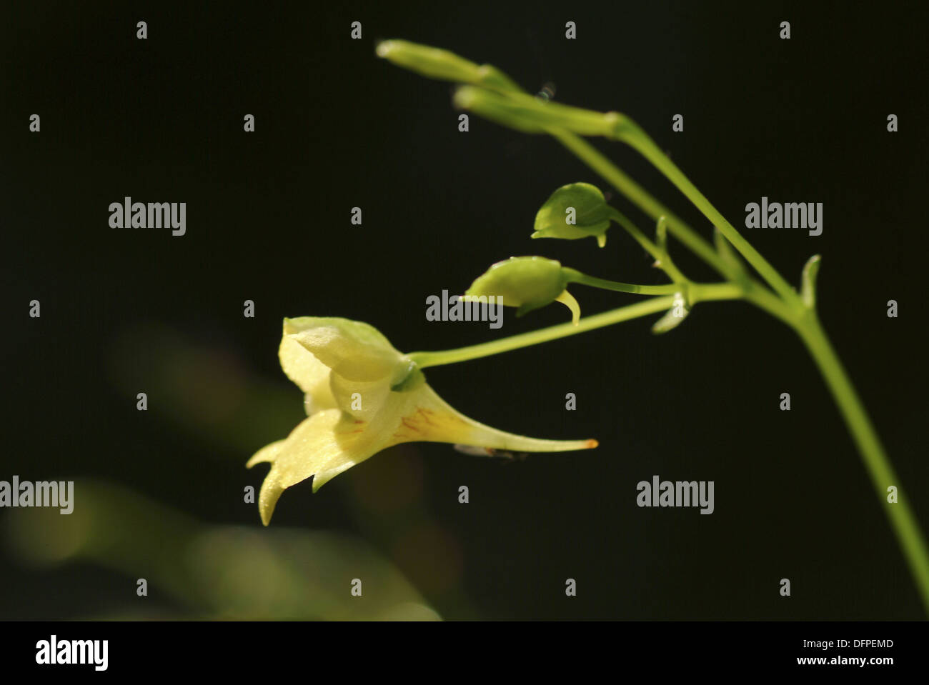 small yellow balsam, impatiens parviflora Stock Photo - Alamy