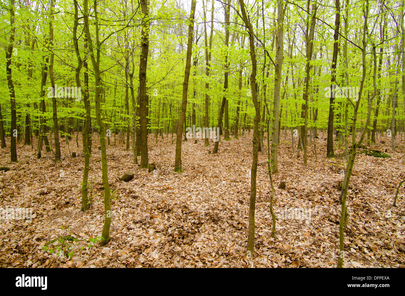 young beech forest, central Bohemia, Czech Republic Stock Photo - Alamy