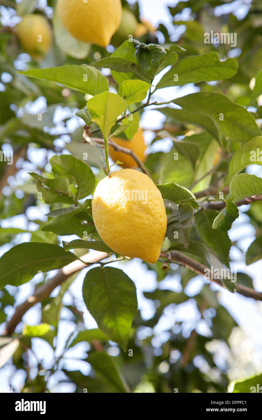 Lemons growing on a lemon tree in Zante, one of the Greek islands Stock ...