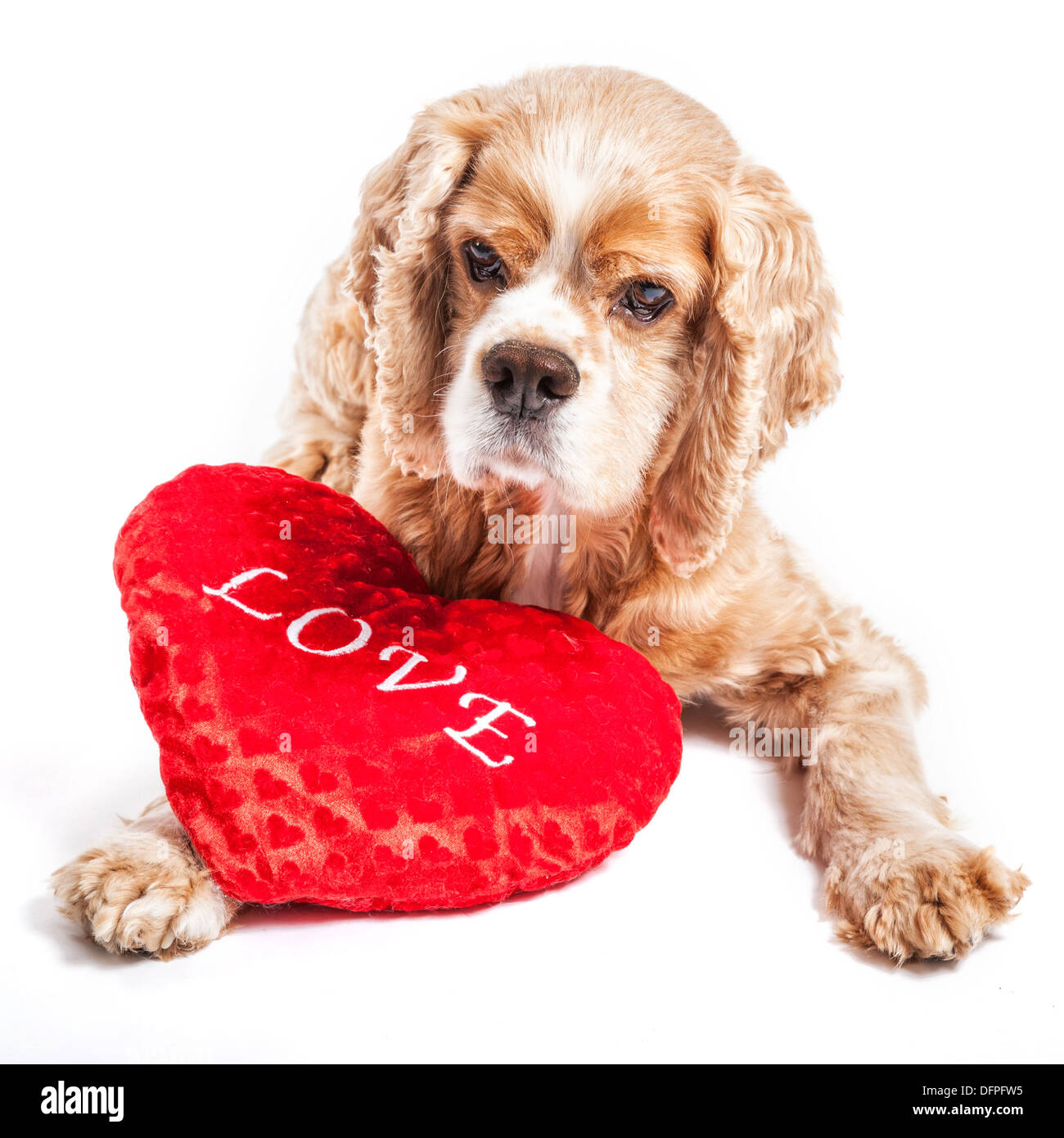 English cocker spaniel blonde hi-res stock photography and images - Alamy