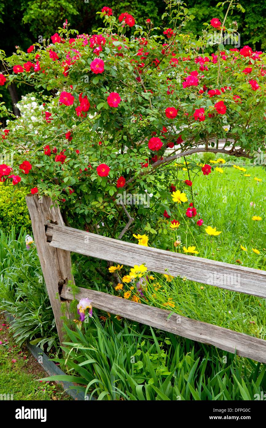 Roses deep hi-res stock photography and images - Alamy