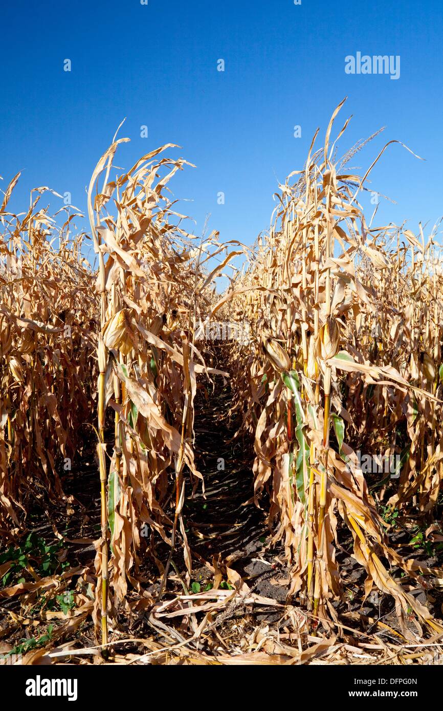 Ripe corn field hi-res stock photography and images - Alamy