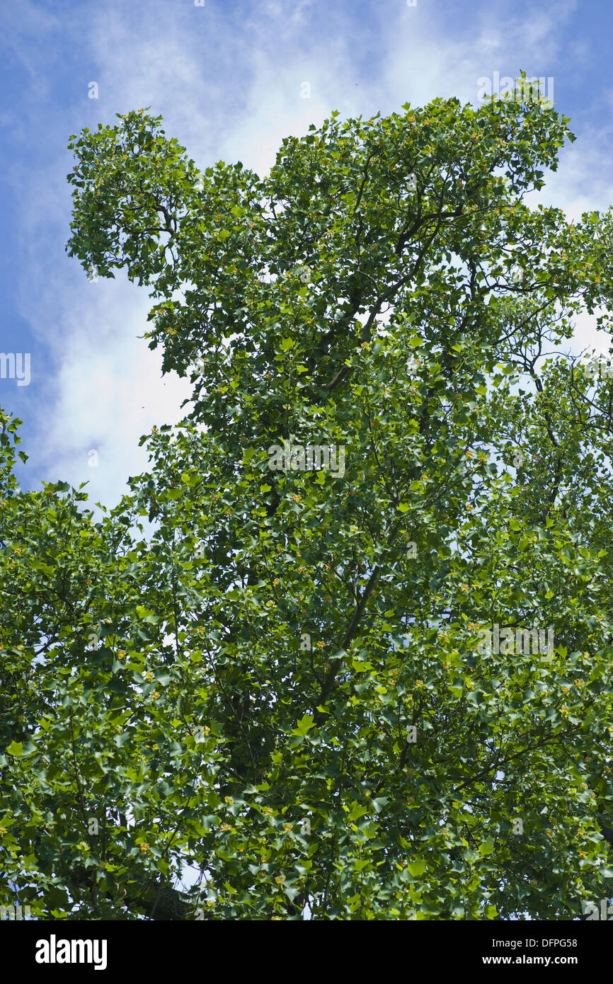 Tulip tree (liriodendron tulipifera) hi-res stock photography and ...