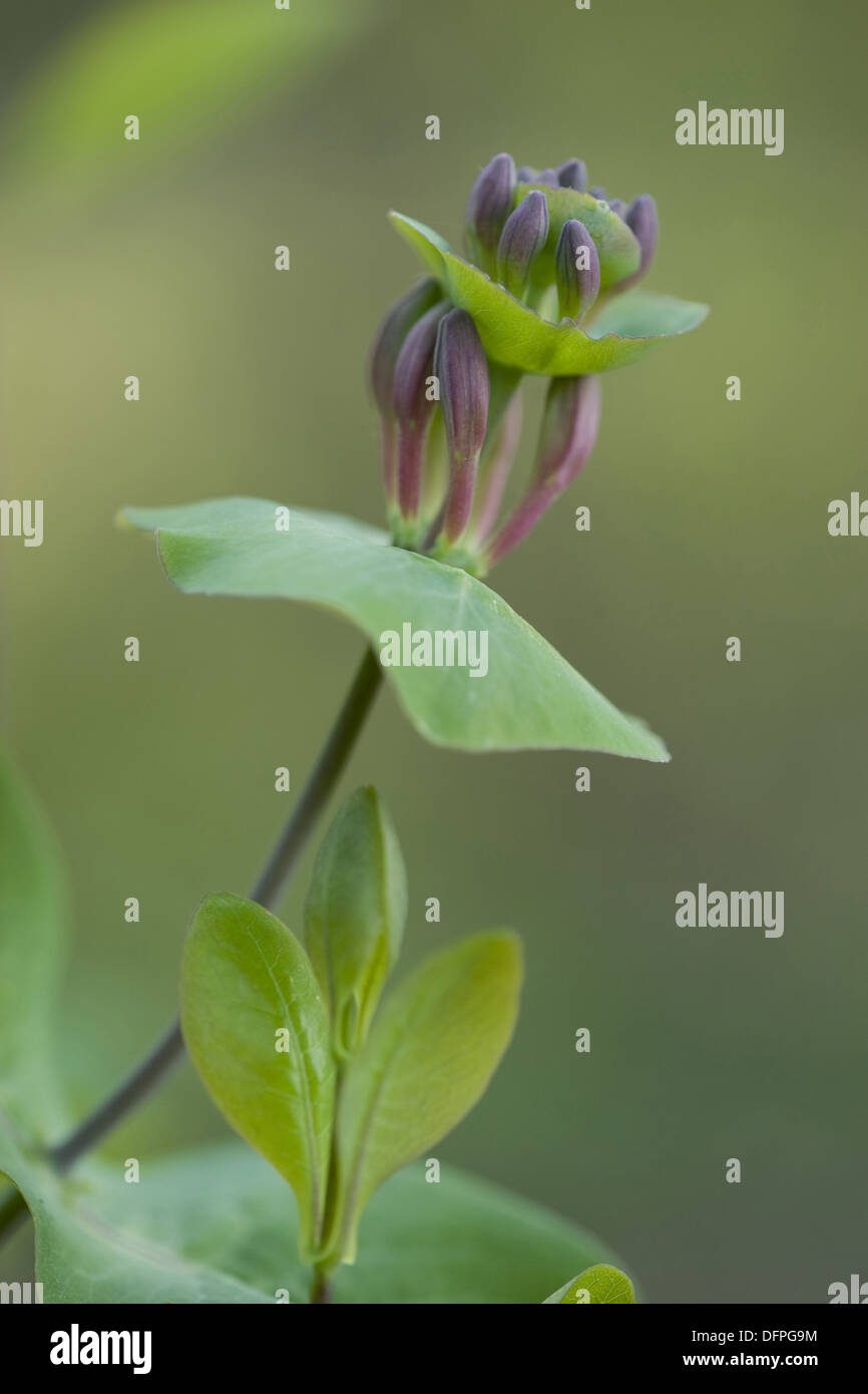 Perfoliate leaves hi-res stock photography and images - Alamy