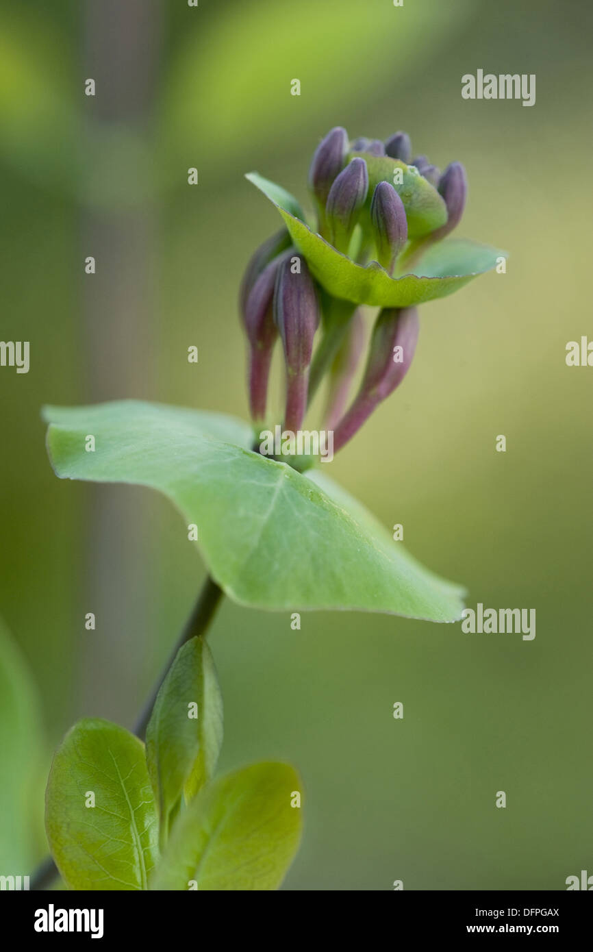 Perfoliate Leaves High Resolution Stock Photography and Images - Alamy