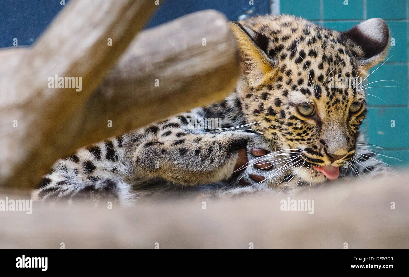 Berlin, Germany. 08th Oct, 2013. Female Persian leopard Shiva sits in ...
