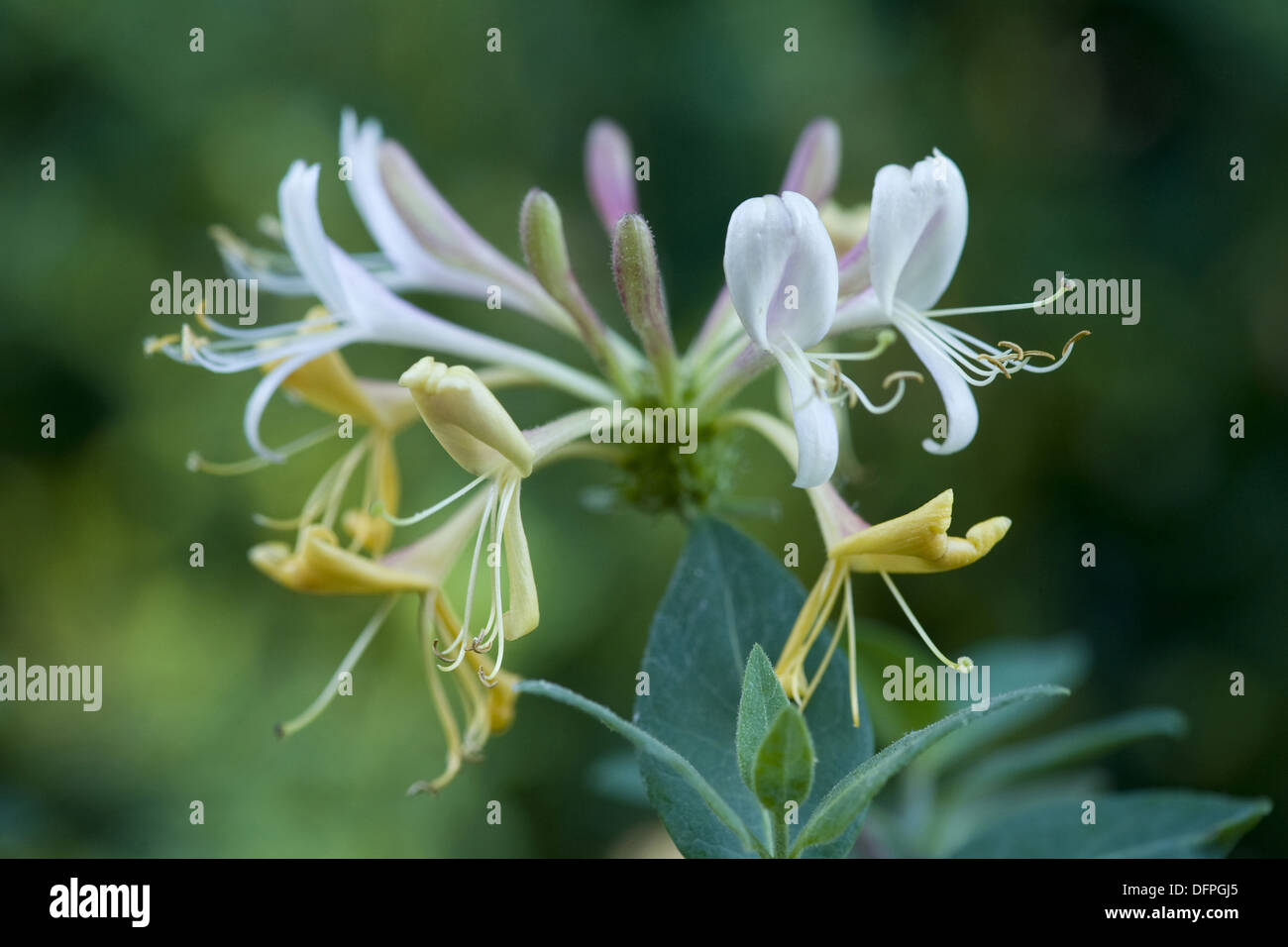 Honeysuckle blossom hi-res stock photography and images - Alamy