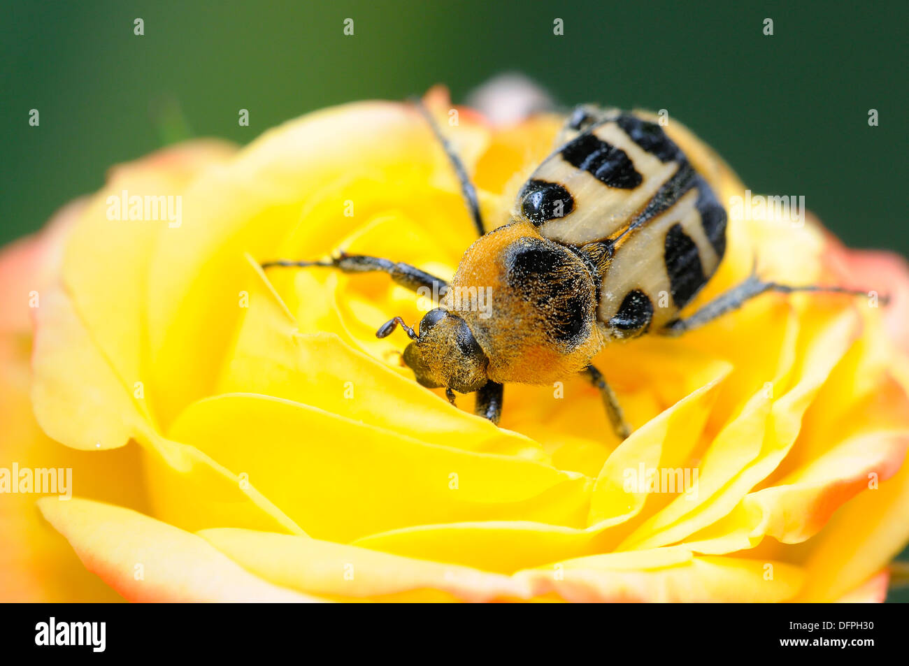 Bee beetle hi-res stock photography and images - Alamy
