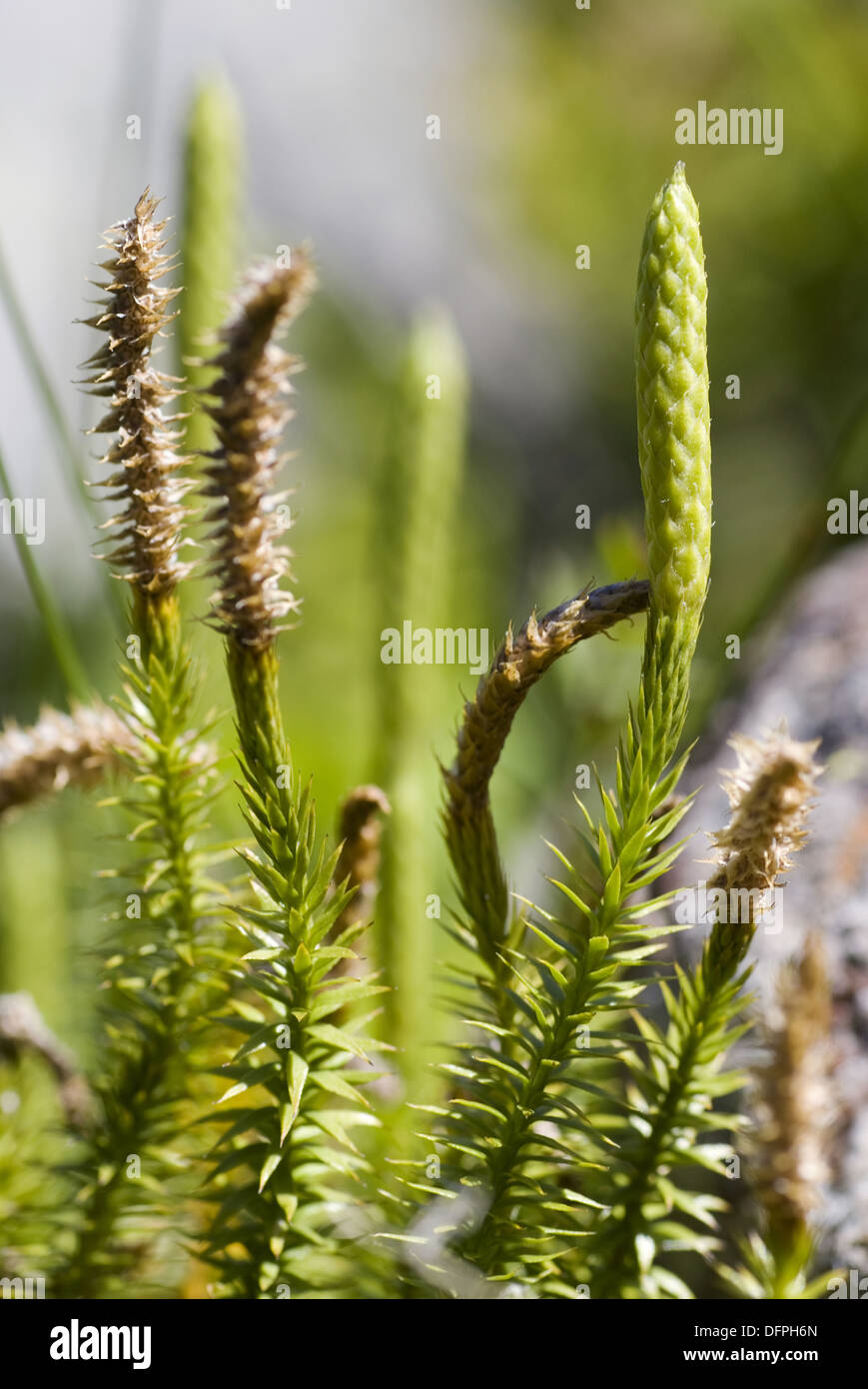 Lycopodiopsida hi-res stock photography and images - Alamy